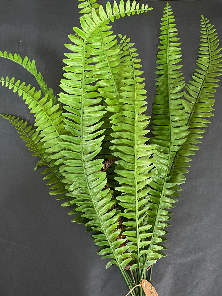 Fishbone Fern – Hub n Hive