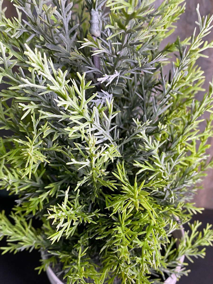 Potted Rosemary – Hub n Hive